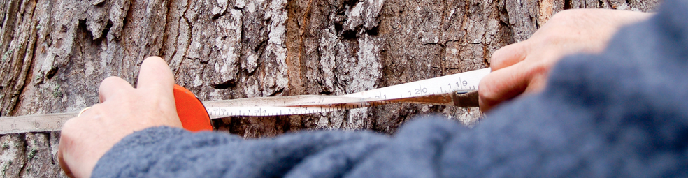 Tree Permits Ottawa Crowe Tree And Hedge Ottawa